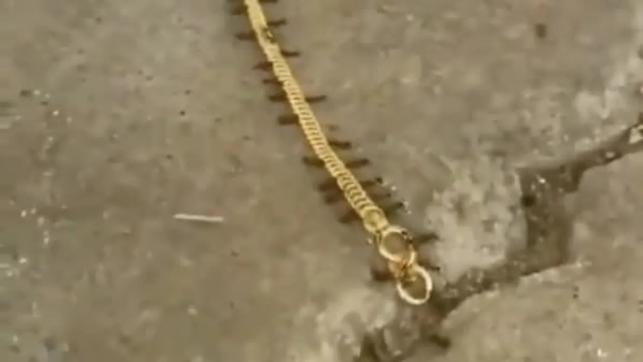 Watch: Want to meet cute little gold smugglers? These ants will leave ...