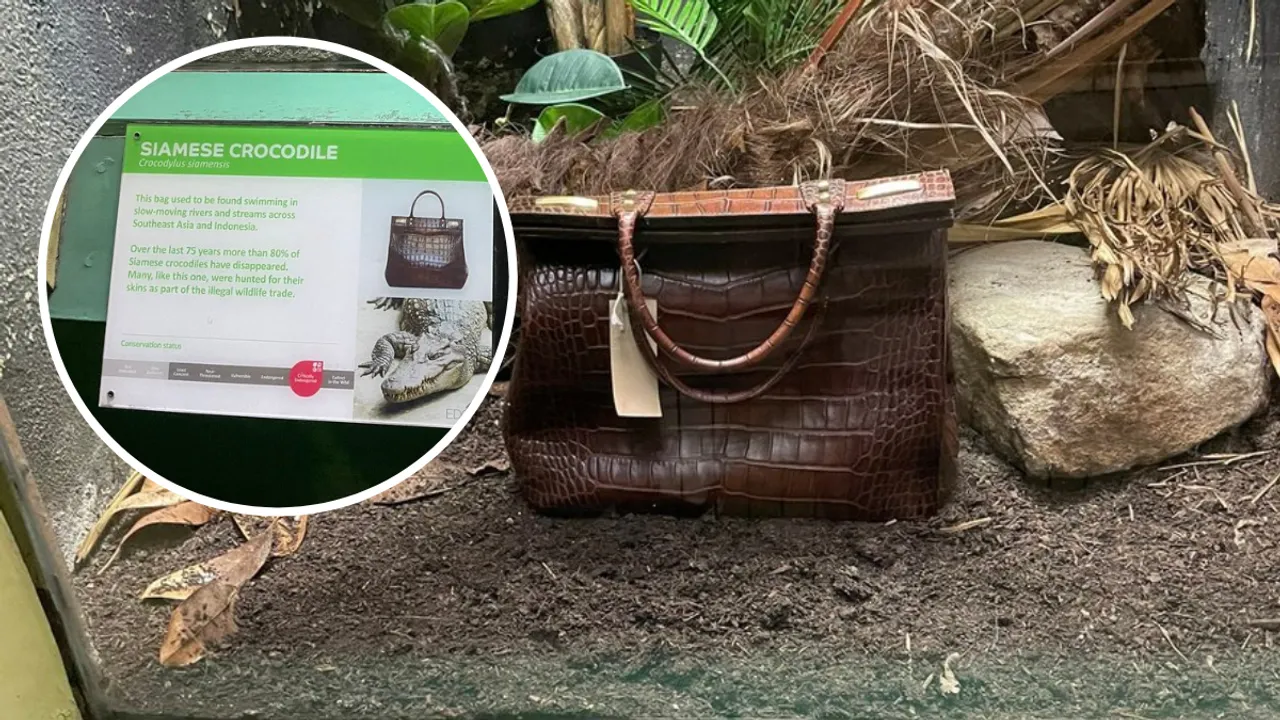 A Siamese crocodile or a handbag? London Zoo's display in reptile house ...