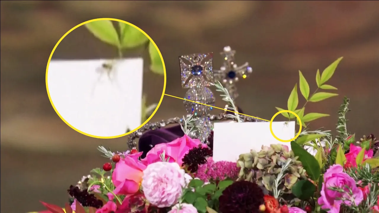 Along came a spider, on Queen Elizabeth's coffin, right during the funeral!