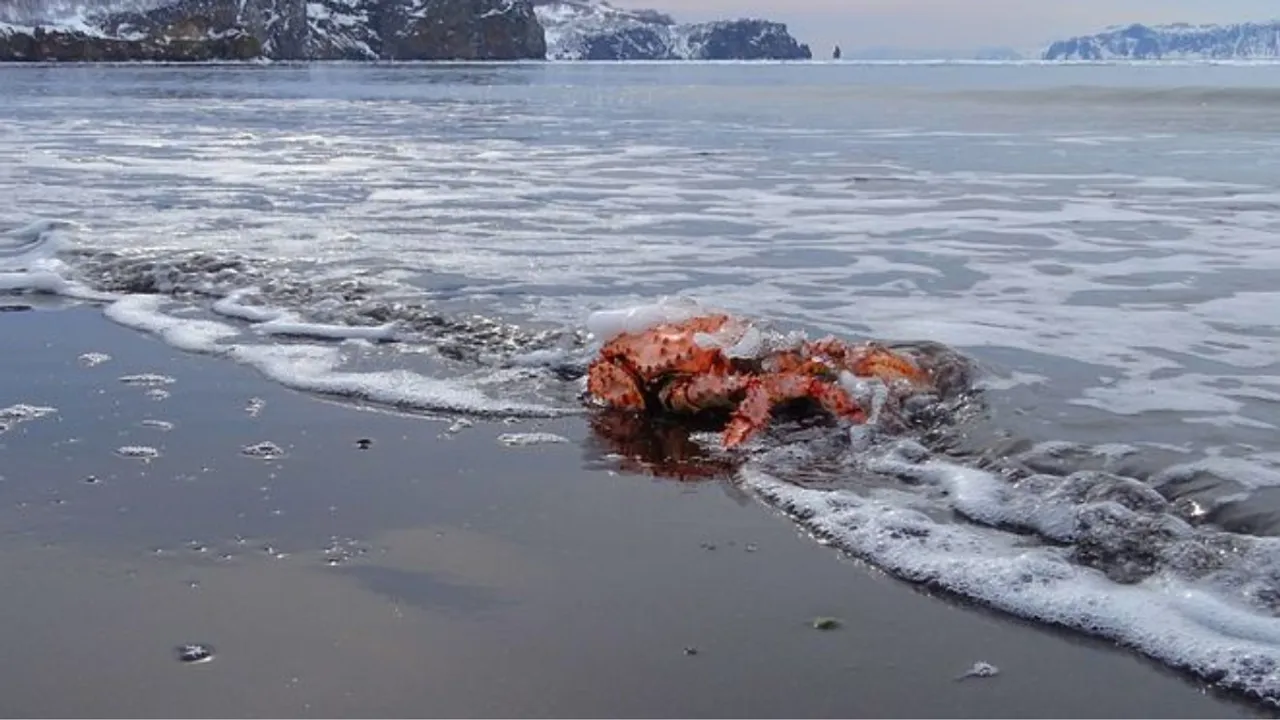 Alaska: Scientists concerned over mysterious population decline of snow crabs