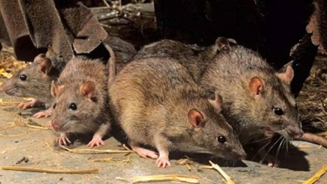 Rats â ate upâ 581kg marijuana worth over $73,000, cops tell Indian court