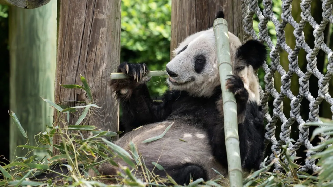 Shanghai's giant panda Ya Ya is back home, after 20 years in US