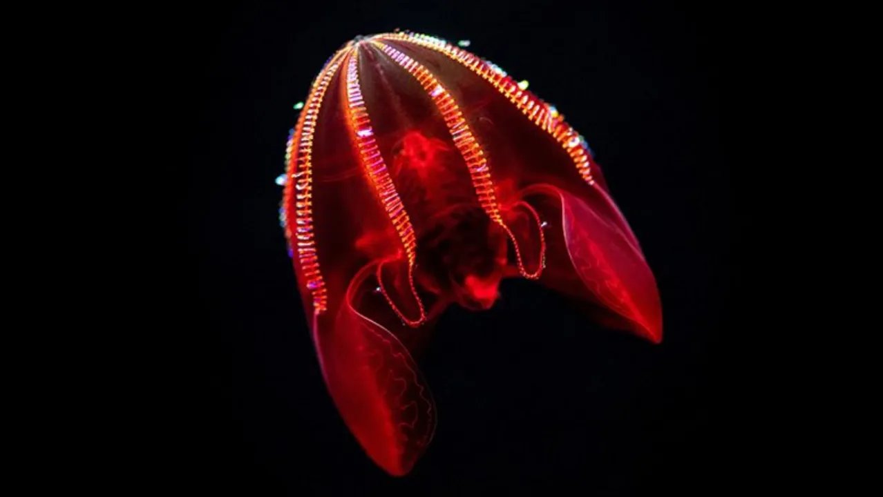 Comb jelly from 700 million years ago may be Earth’s oldest animal ...