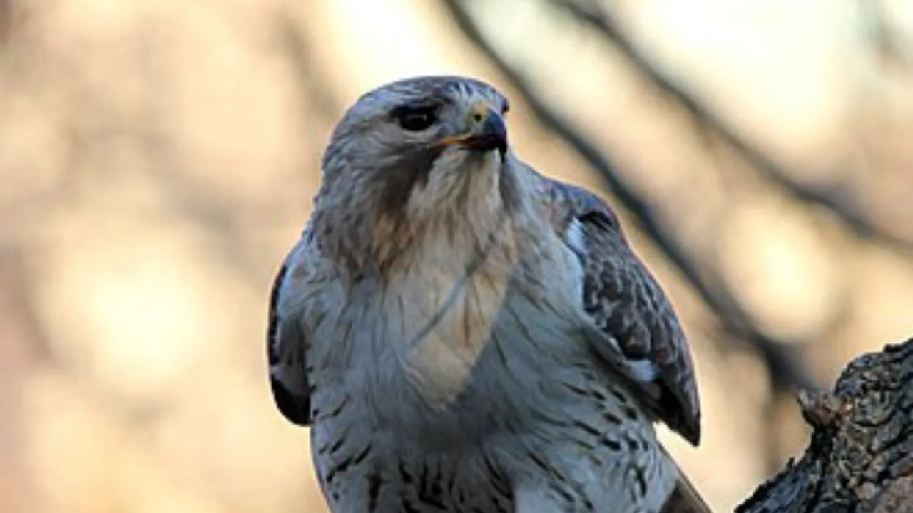 Pale Male, Manhattan’s beloved red-tailed hawk who nested at NYC’s ...