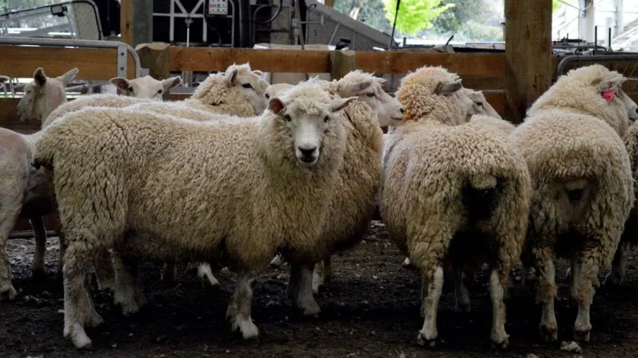 Did you know there are more sheep than people in New Zealand?