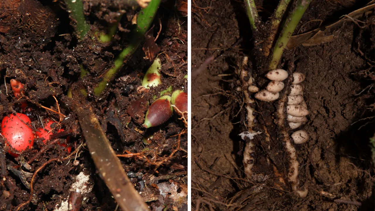 ‘Once-in-a-lifetime discovery’: Scientists find rare palm that flowers ...