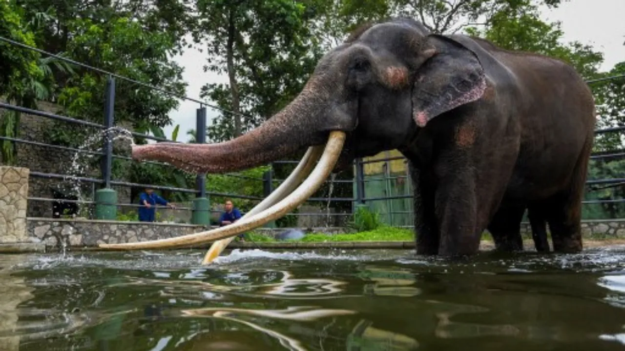 Muthu Raja: Thailand takes back elephant it had gifted to Sri Lanka two ...