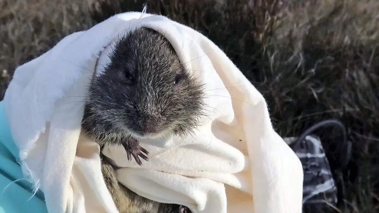 Rare chubby cheek rodents unexpectedly uncovered in Australia's Melbourne