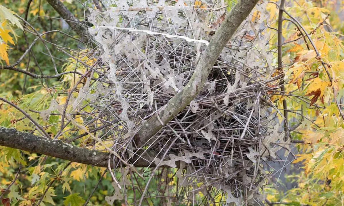 Researchers spot ‘crazy’ nests made by crows using bird-repelling objects