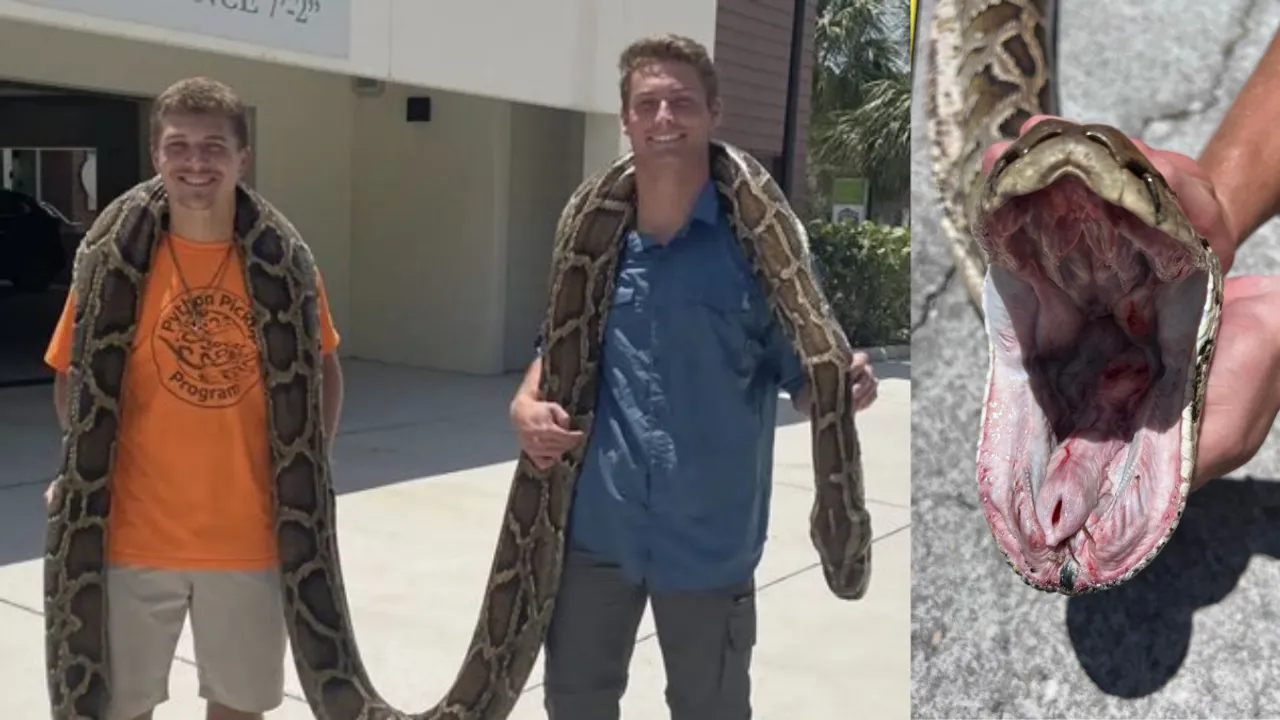 Watch | Man catches a record-breaking 19-foot-long Burmese python with ...