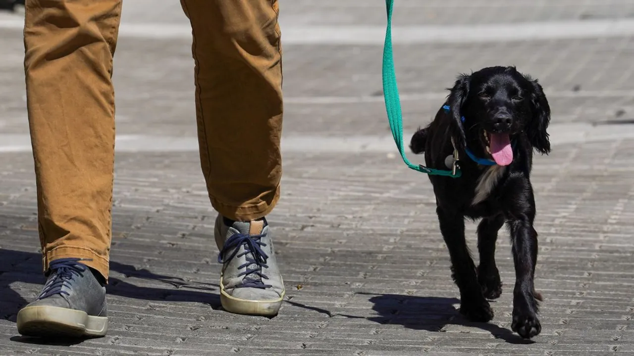 Poop patrol: French town orders mandatory DNA testing for dogs, plans ...