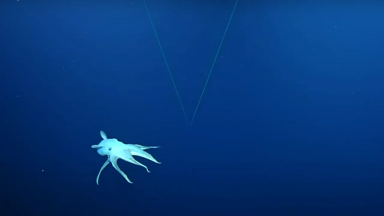WATCH | Rare ‘Dumbo’ octopus spotted during live stream in North ...