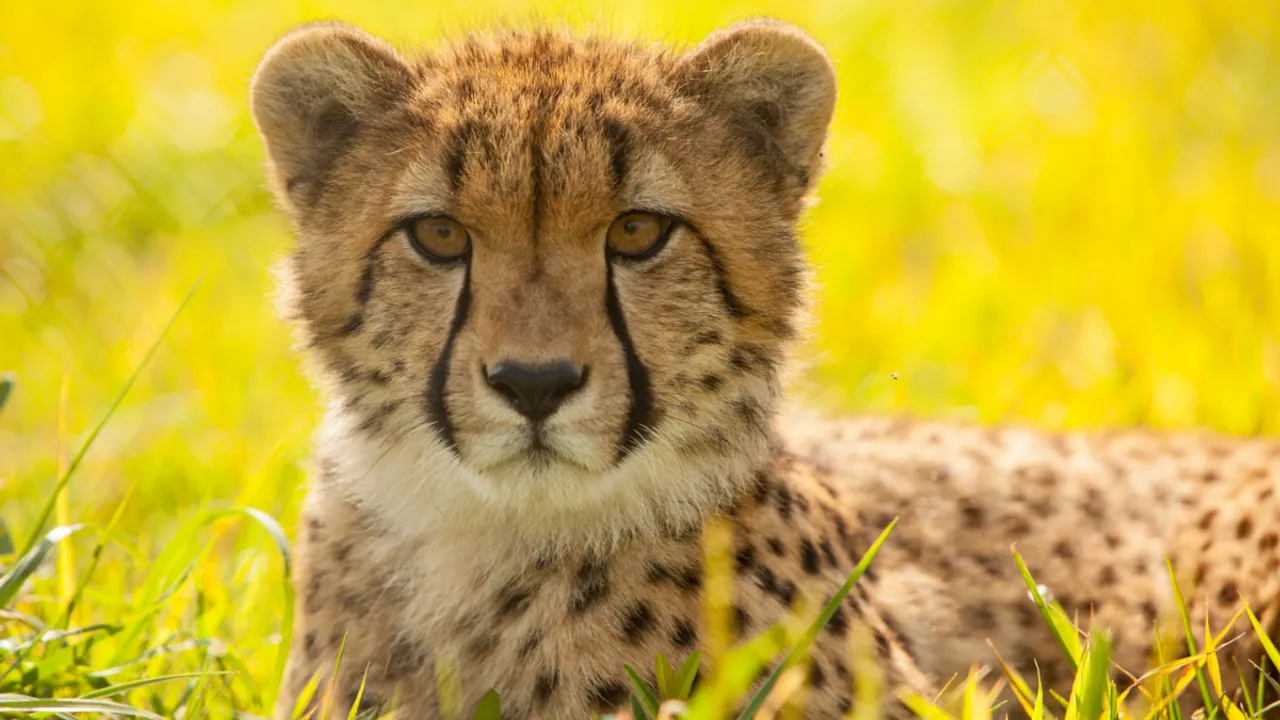 Project Cheetah: India may import more big cats from Northern Africa ...