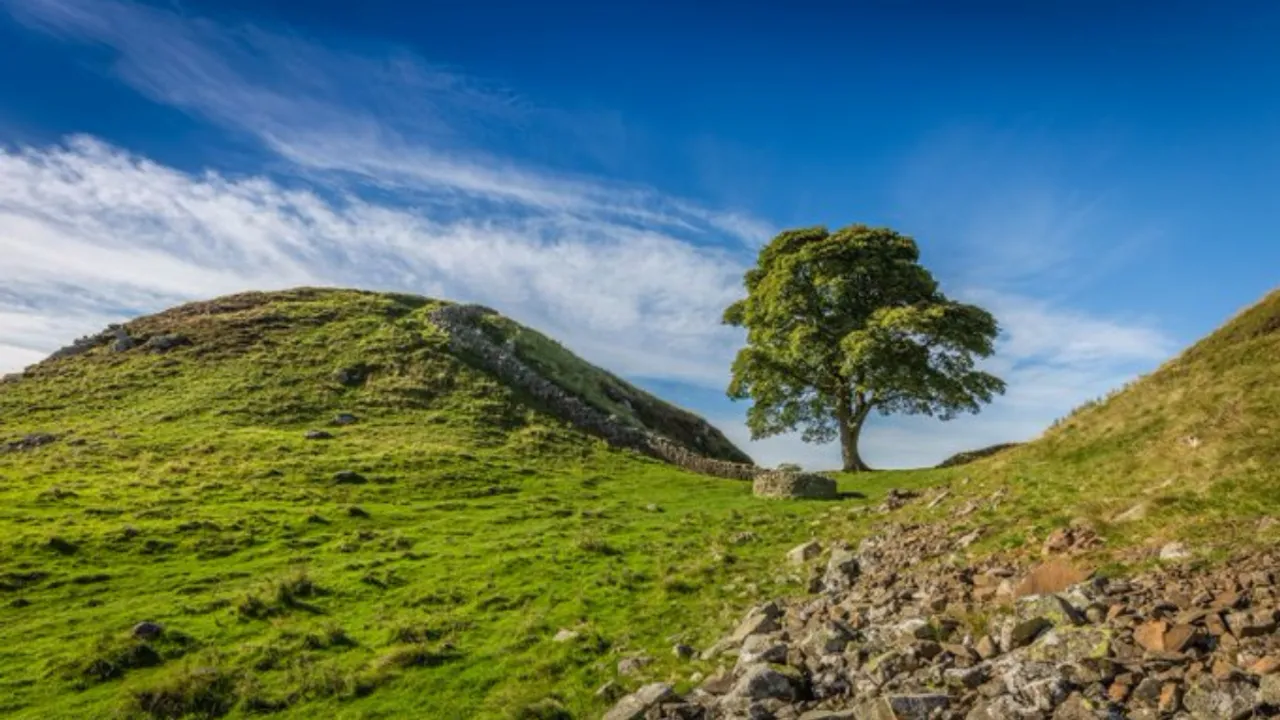 Teenager arrested for ‘deliberately felling' famous Sycamore Gap tree ...
