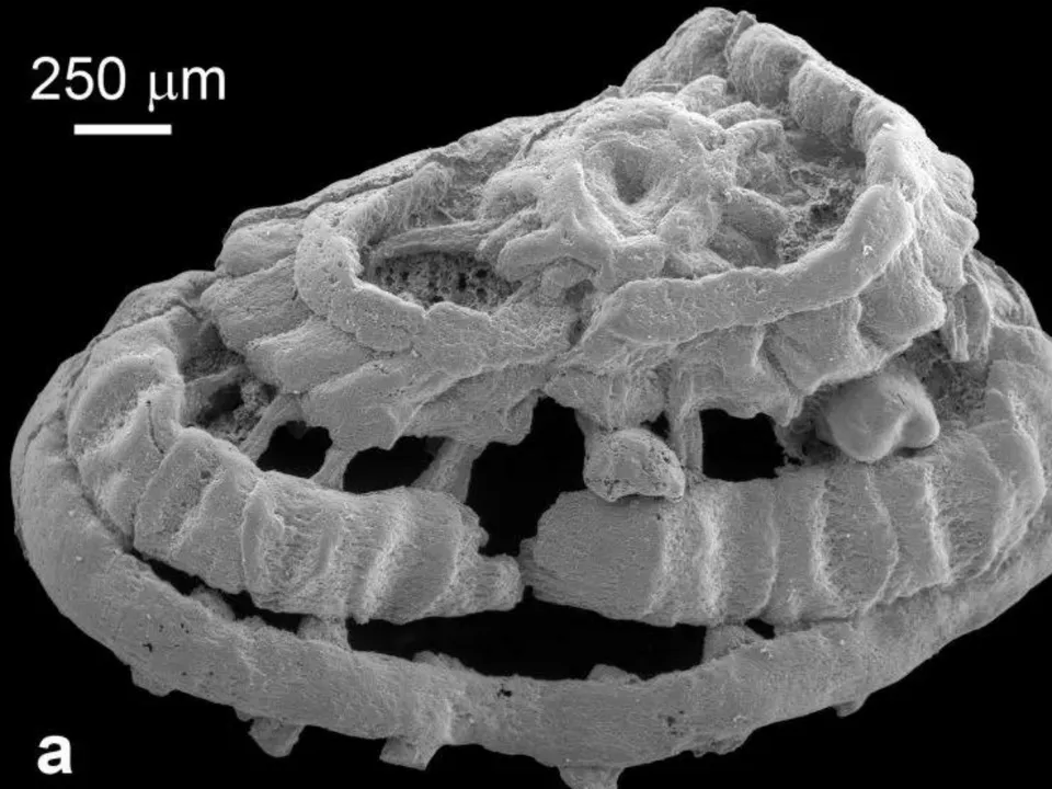 Scientists discover 535-million-year-old creature with rare preserved ...