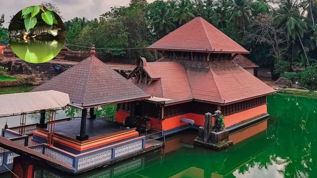 India: New crocodile appears in Kerala temple lake a year after demise ...