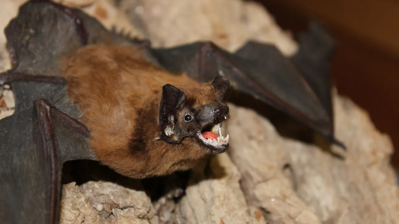 Sex ritual of this bat isn't quite how mammals copulate, video recorded ...