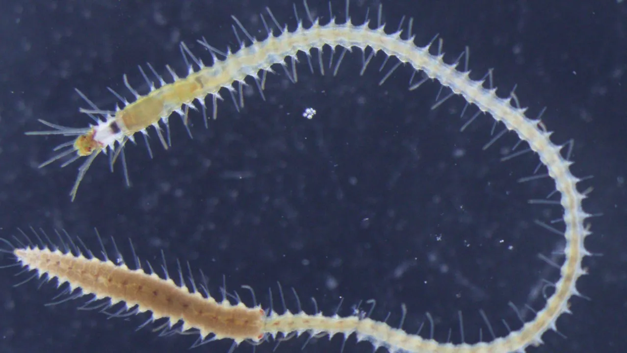 This Japanese sea worm is so lazy that it detaches and sends off its ...