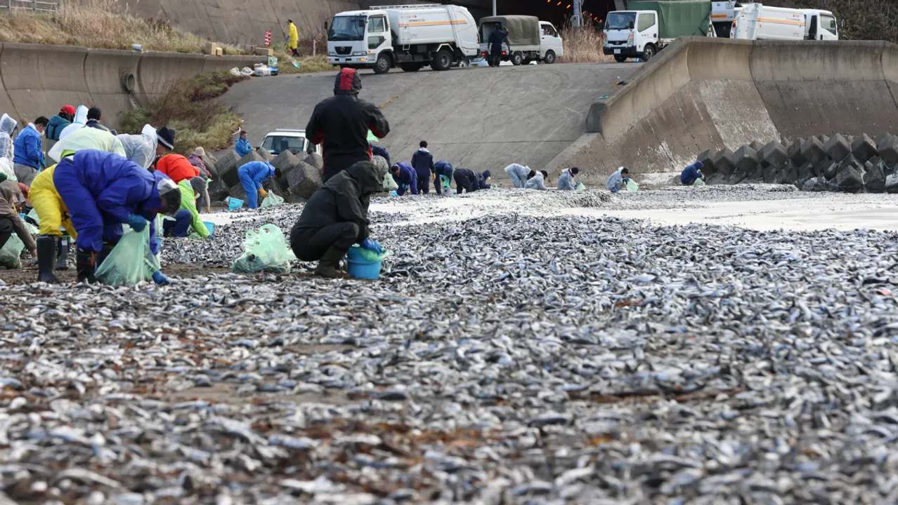 WATCH | Fukushima conspiracy revived after thousands of dead fish ...