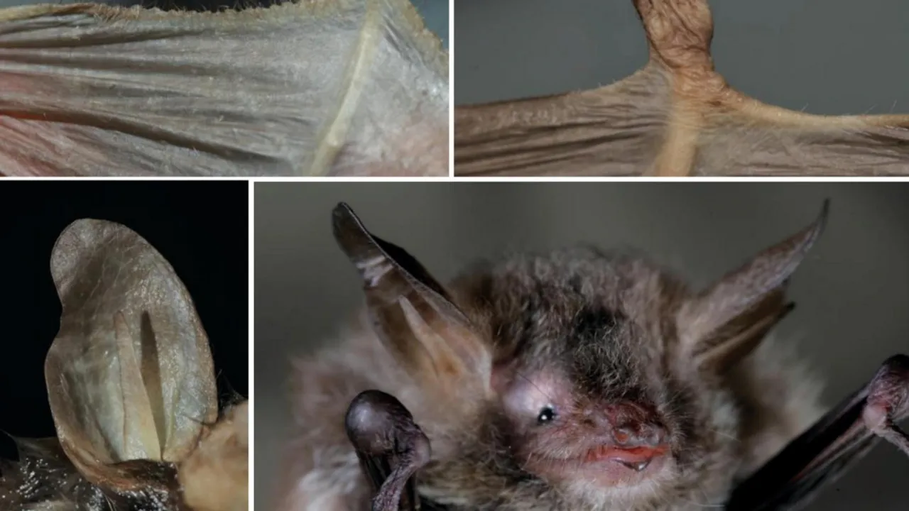 An extremely rare and endangered bat species has been found in Corsica ...