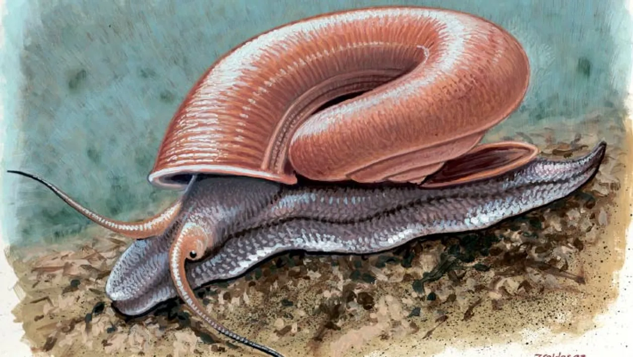 A snail species survived the mass extinction event which killed the ...