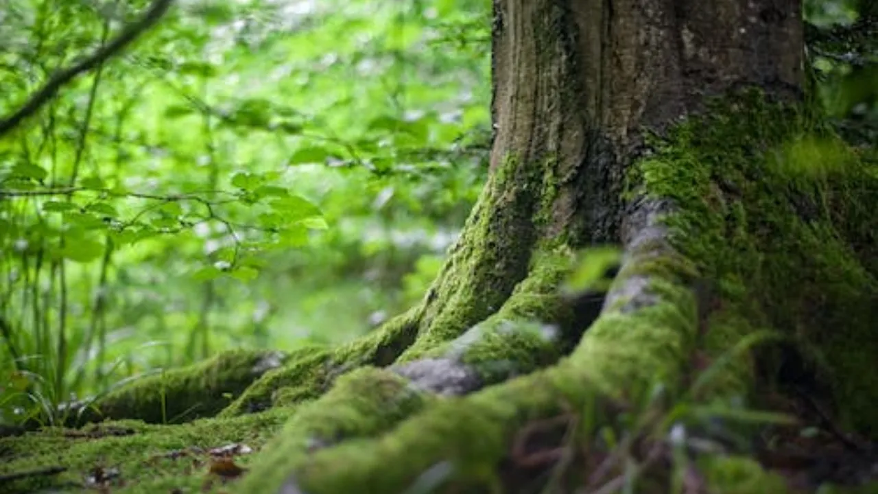 World’s oldest forest found in US: First-ever investigation reveals ...