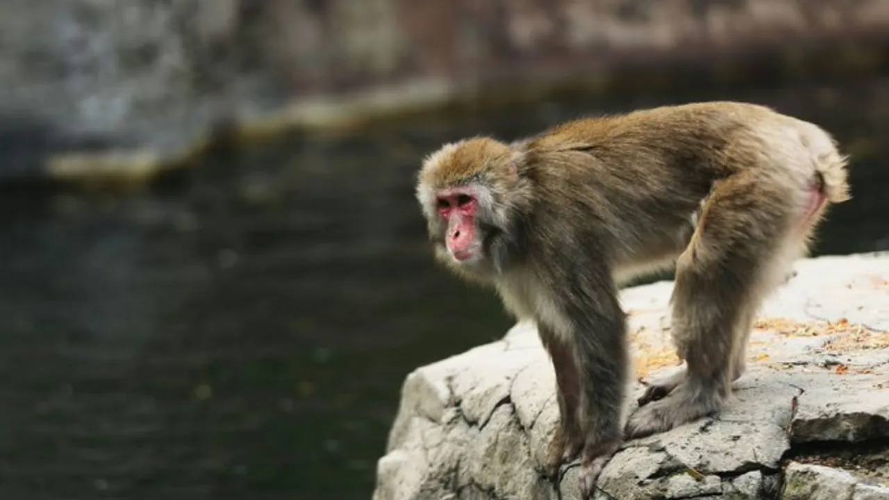 This Thai tourist town has a monkey gang problem, here’s what police ...