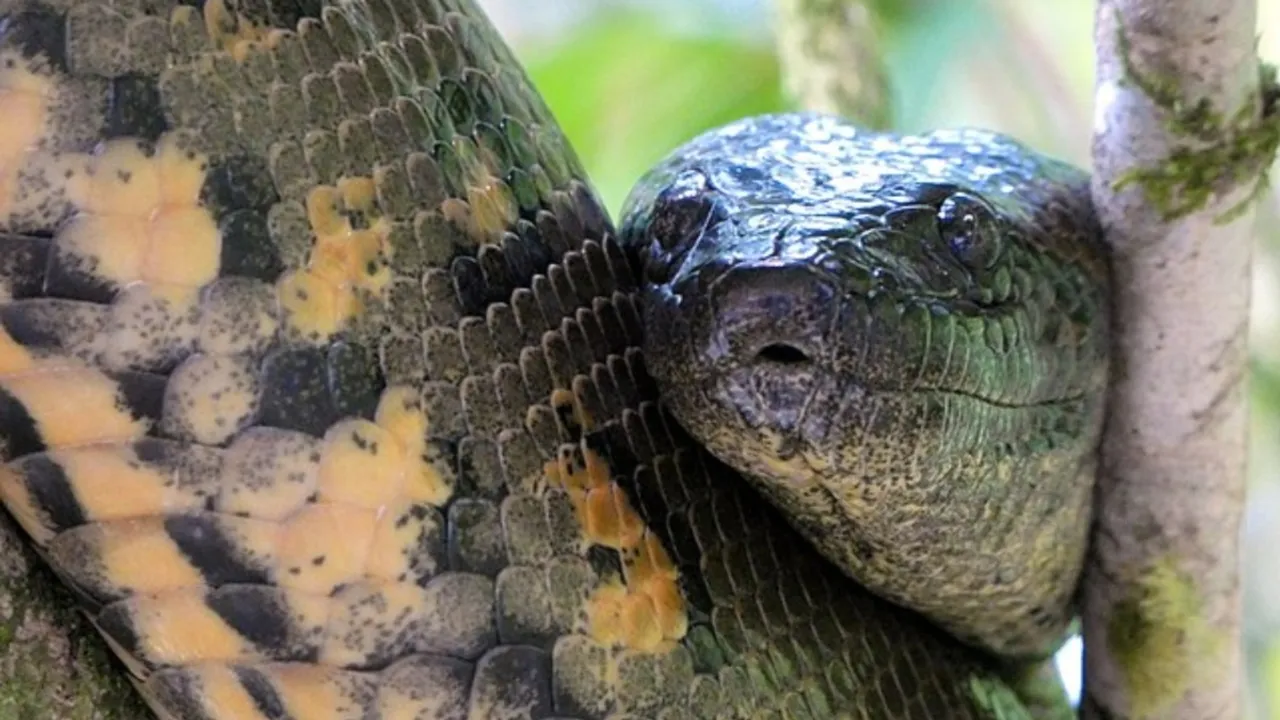Has anaconda been dethroned as largest snake? Check deets about what ...