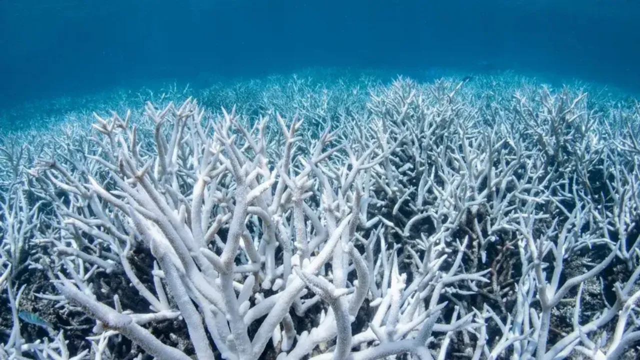 Mass coral bleaching strikes Australia's Great Barrier Reef again