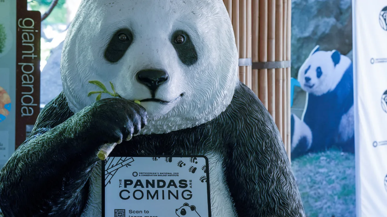 Panda Diplomacy: Two giant pandas to arrive in Washington on lease from China amid tense ties