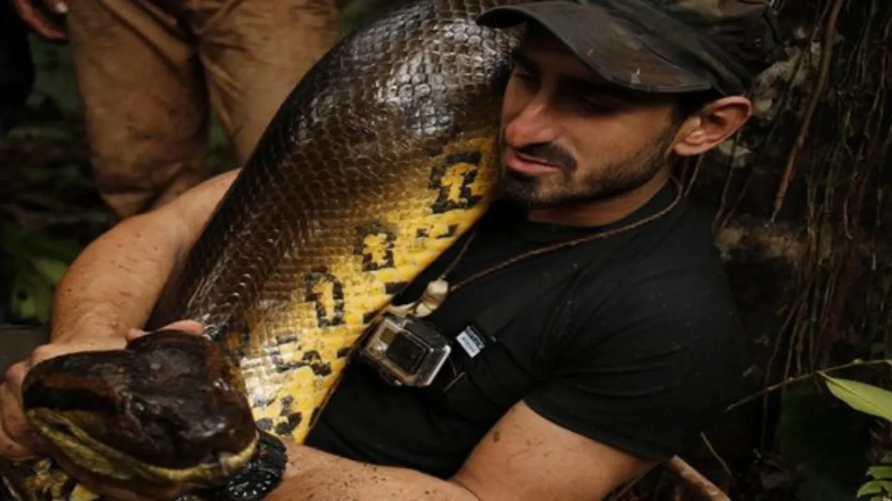 Man agrees to get ‘eaten alive’ by anaconda, then feels his ‘ribcage ...