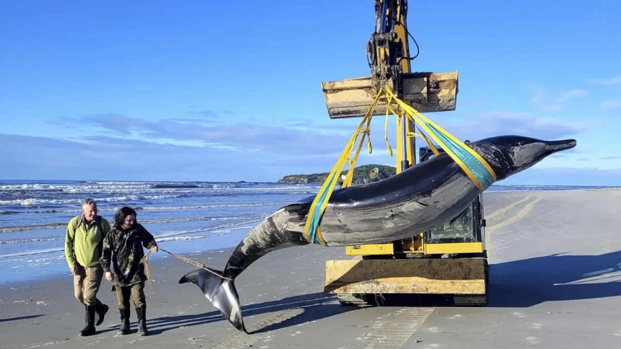 Creature washed up on New Zealand beach believed to be world's rarest whale