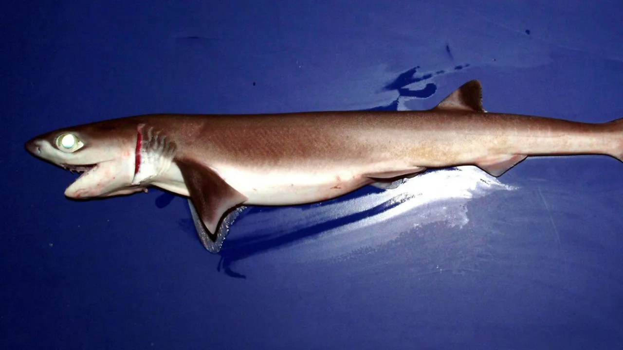 Cocaine sharks are swimming in the seas of Brazil. The source of the ...