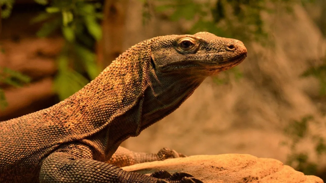 Why do Komodo dragons have teeth coated in iron? Will it reveal ...