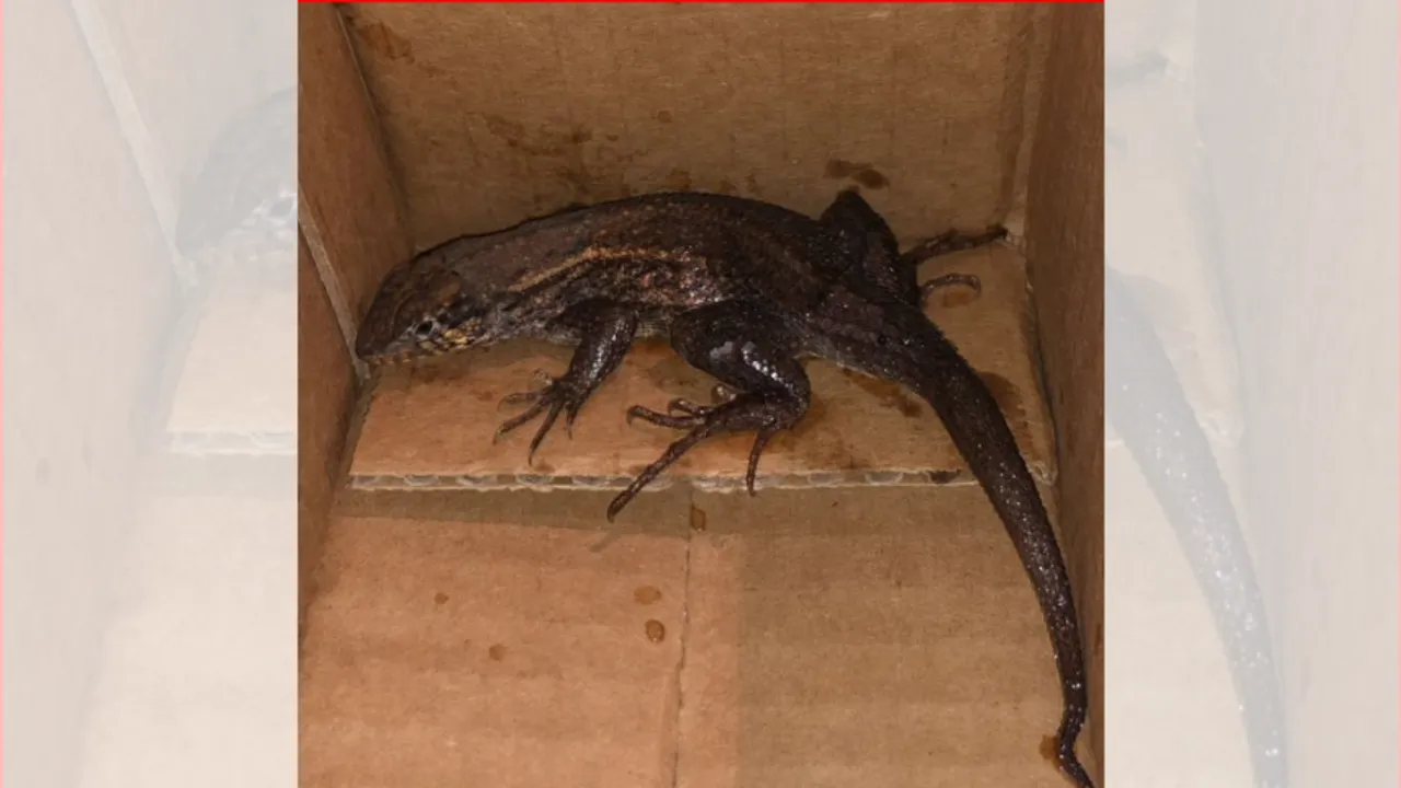 Air fryer with a side of lizard: Woman shocked to see reptile sitting ...