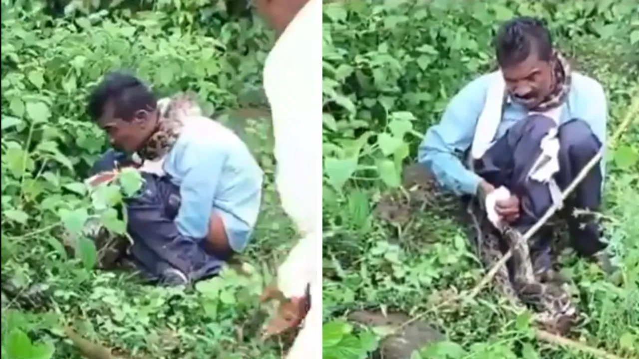 Video: Bone-chilling footage shows 15-foot python trying to swallow ...