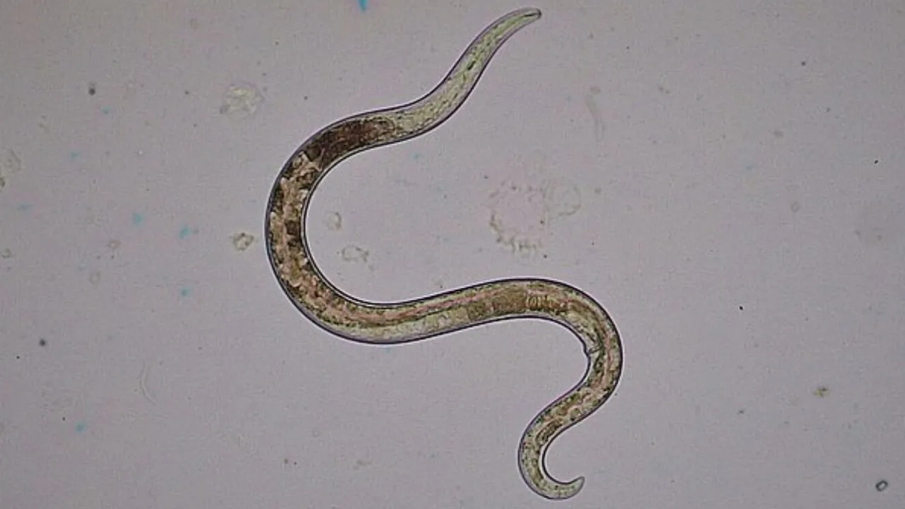 Chernobyl’s miraculous survivors: Resilient worms thrive amid hazardous ...