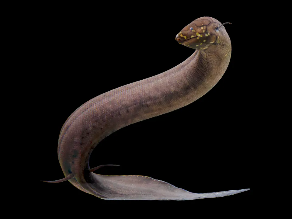 This lungfish, known as 'living fossil', has largest-ever genome ...