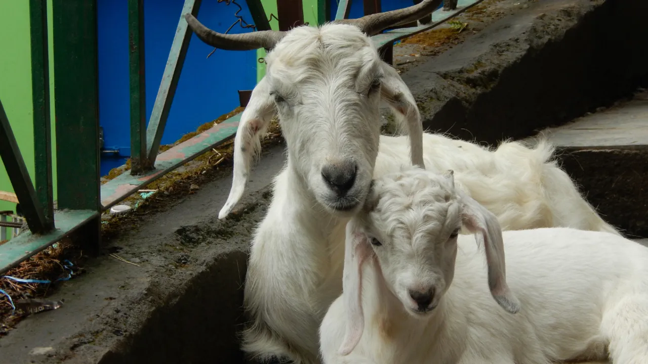 'Goat plague' outbreak in THIS continent has created a scare. Can it ...