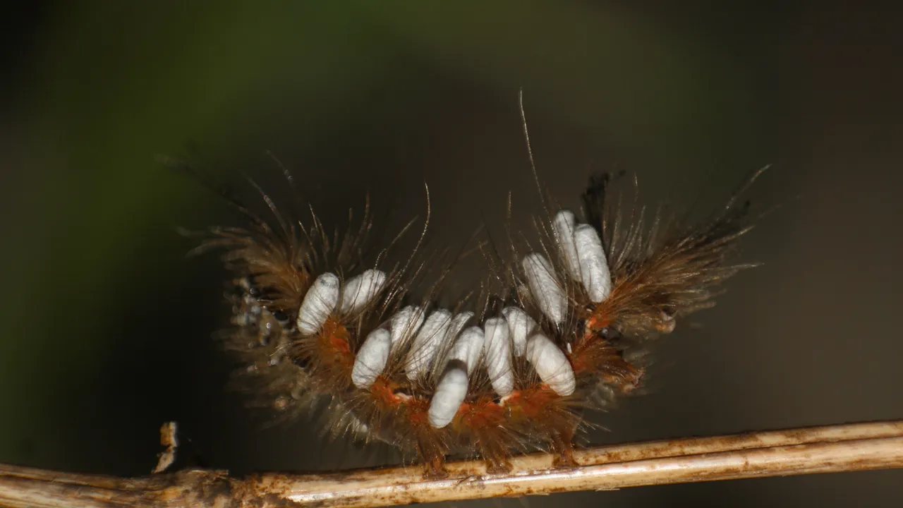 Scientists discover 'horror' alien-like wasp that burst out from ...