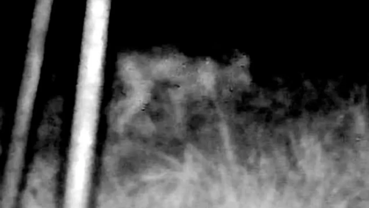 US: Trailcam captures chilling footage of mysterious 'skin-walker' creature