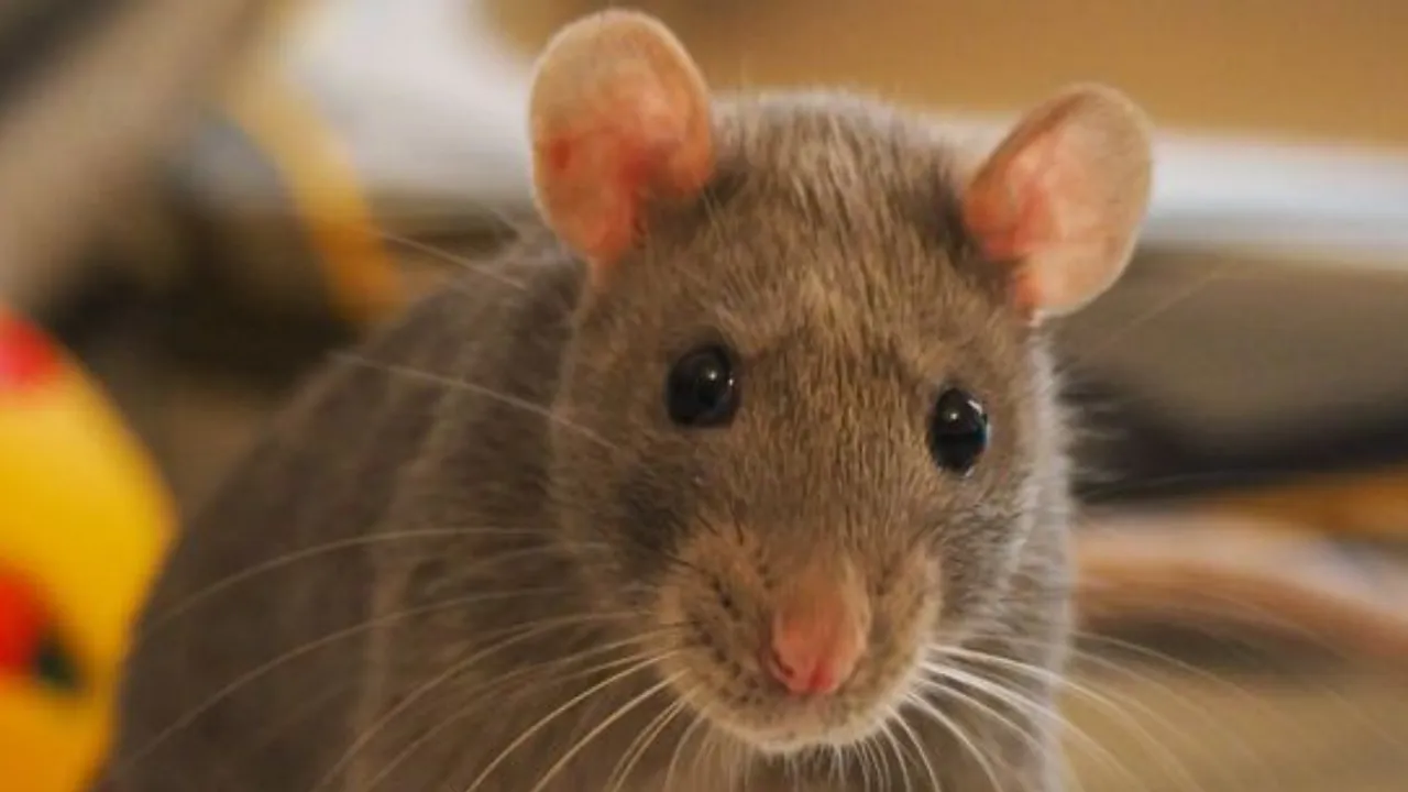 New York to combat rat infestation in city with birth control pills