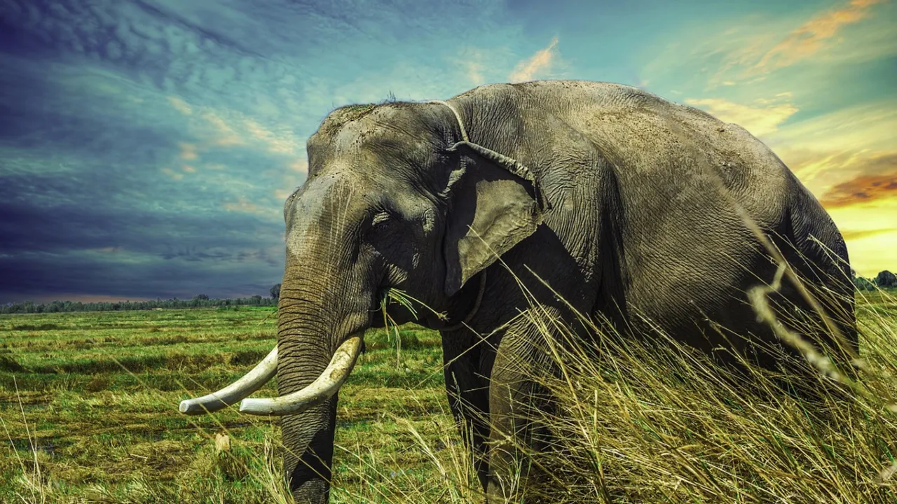 Giant fossil skull of elephant hints at existence of THIS mysterious ...