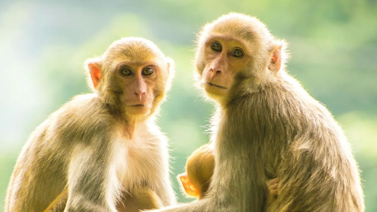 Over 40 monkeys escape research facility in South Carolina, residents ...