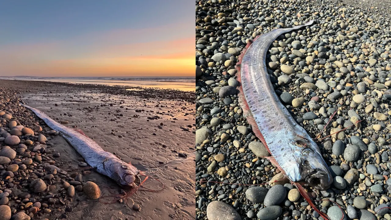 A second 'doomsday fish' appears in California; third global sighting ...