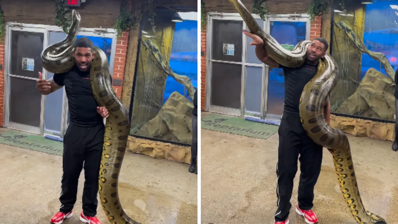 Watch: Man carries world's heaviest snake, a green anaconda, on shoulders