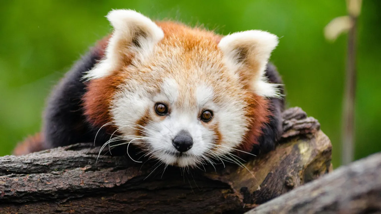 Baby red panda dies 5 days after mother's death due to fireworks stress