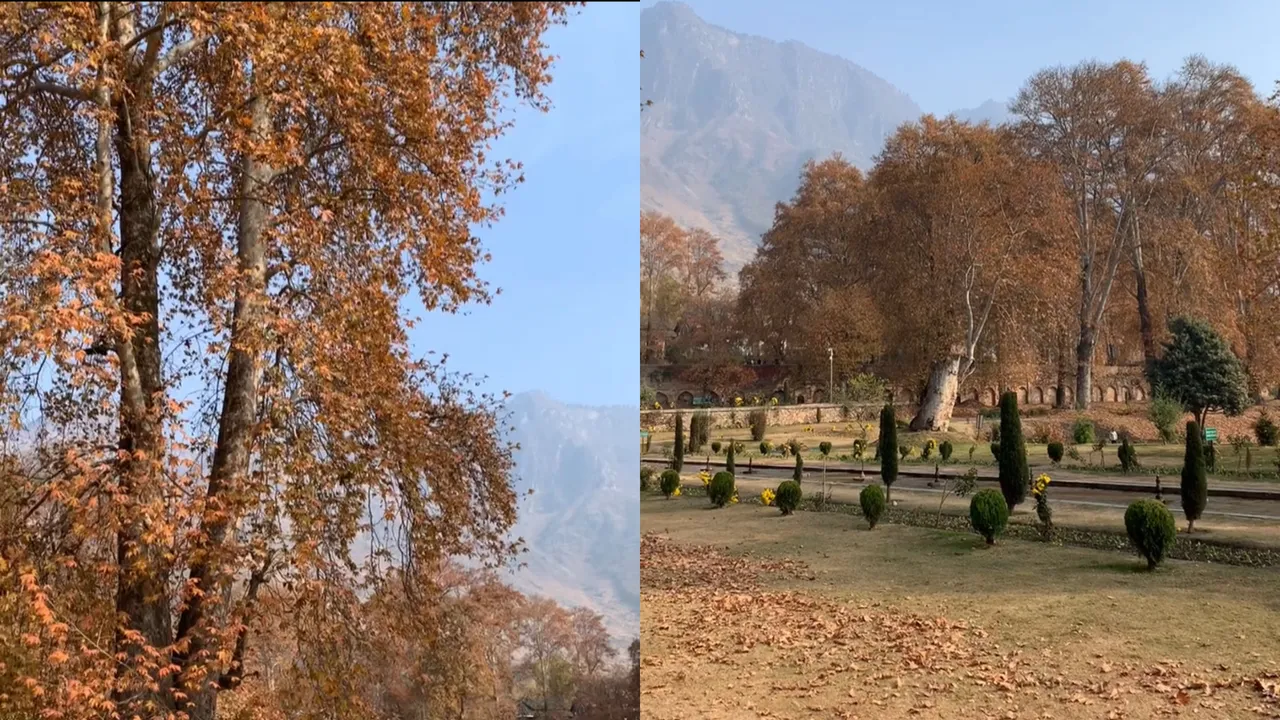 As Chinar trees turn red in autumn, thousands of tourist arrive to ...