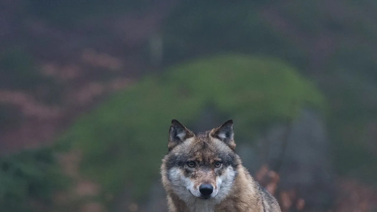 Chernobyl Wolves' Genetic Mutations: Cancer Resistance and Potential ...