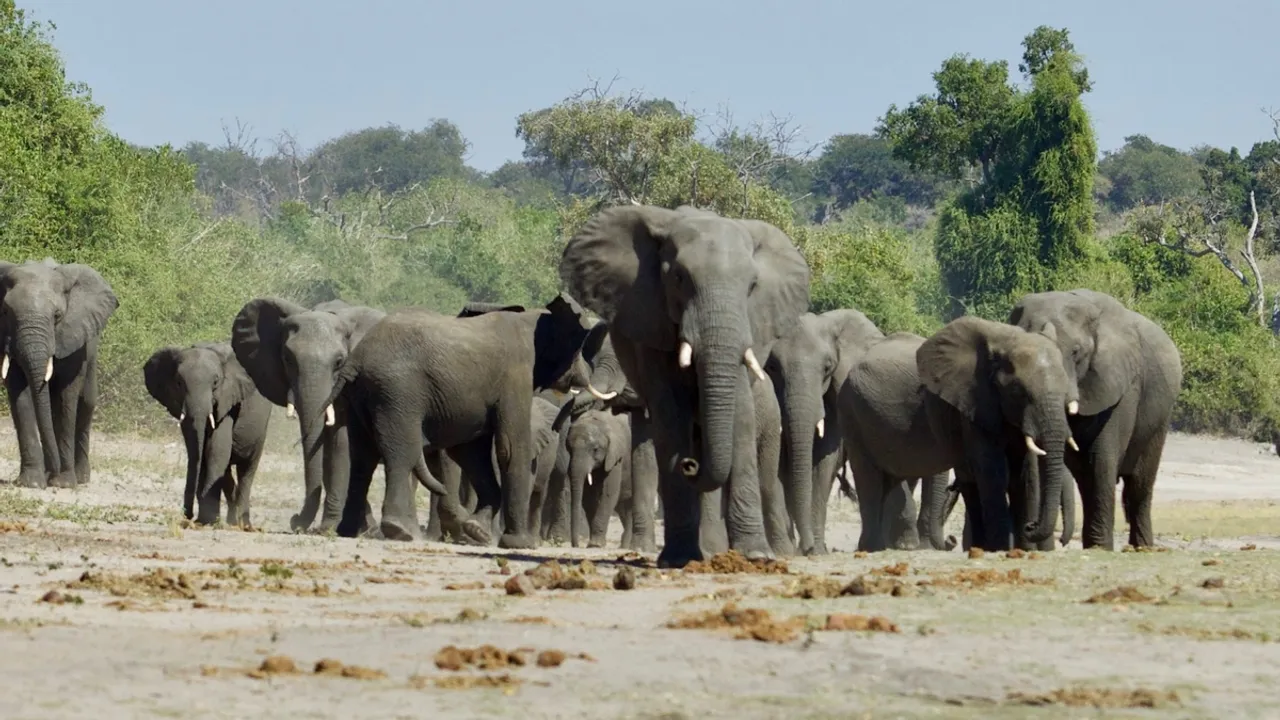 Chaos and Loss: The Tale of the Matsulu Elephant